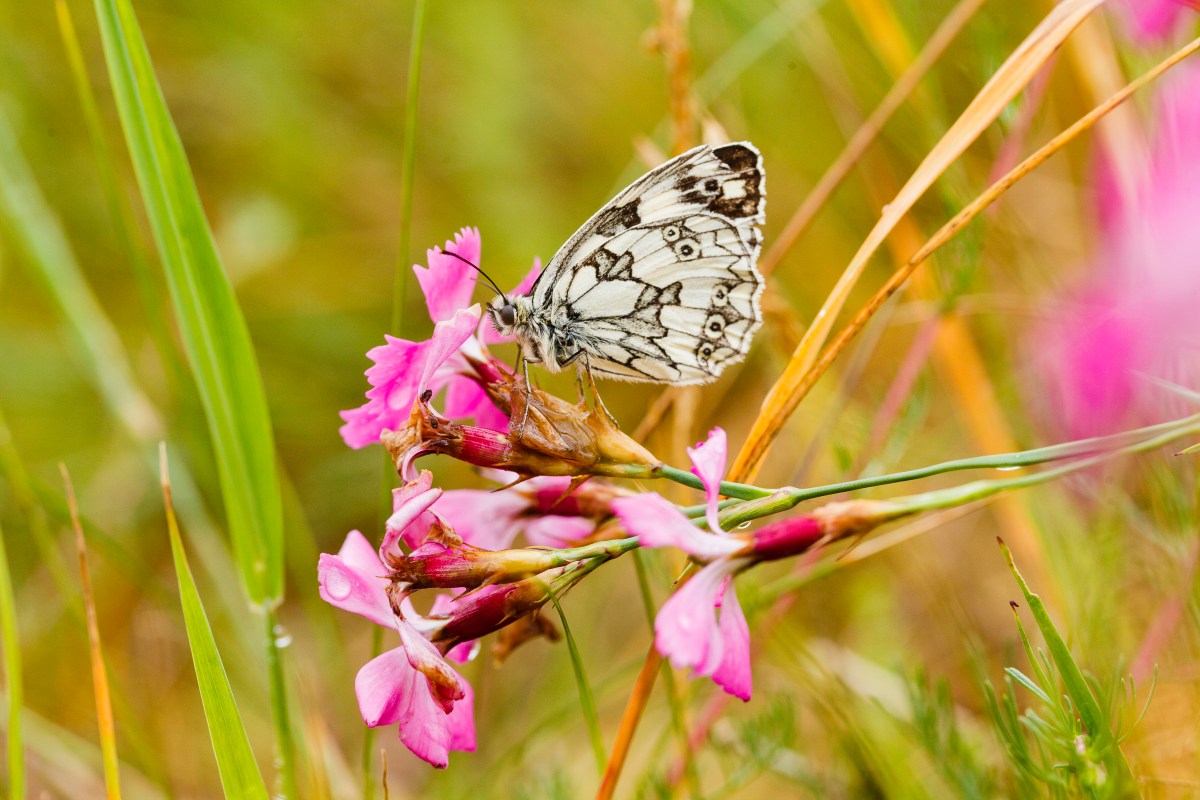 Steenanjer, Kartuizeranjer, Prachtanjer. Anjerfamilie – Kwekerij Flora ...