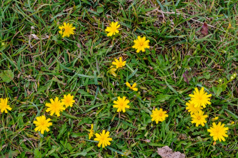 Ruige leeuwentand. Composietenfamilie – Kwekerij Flora voor Fauna