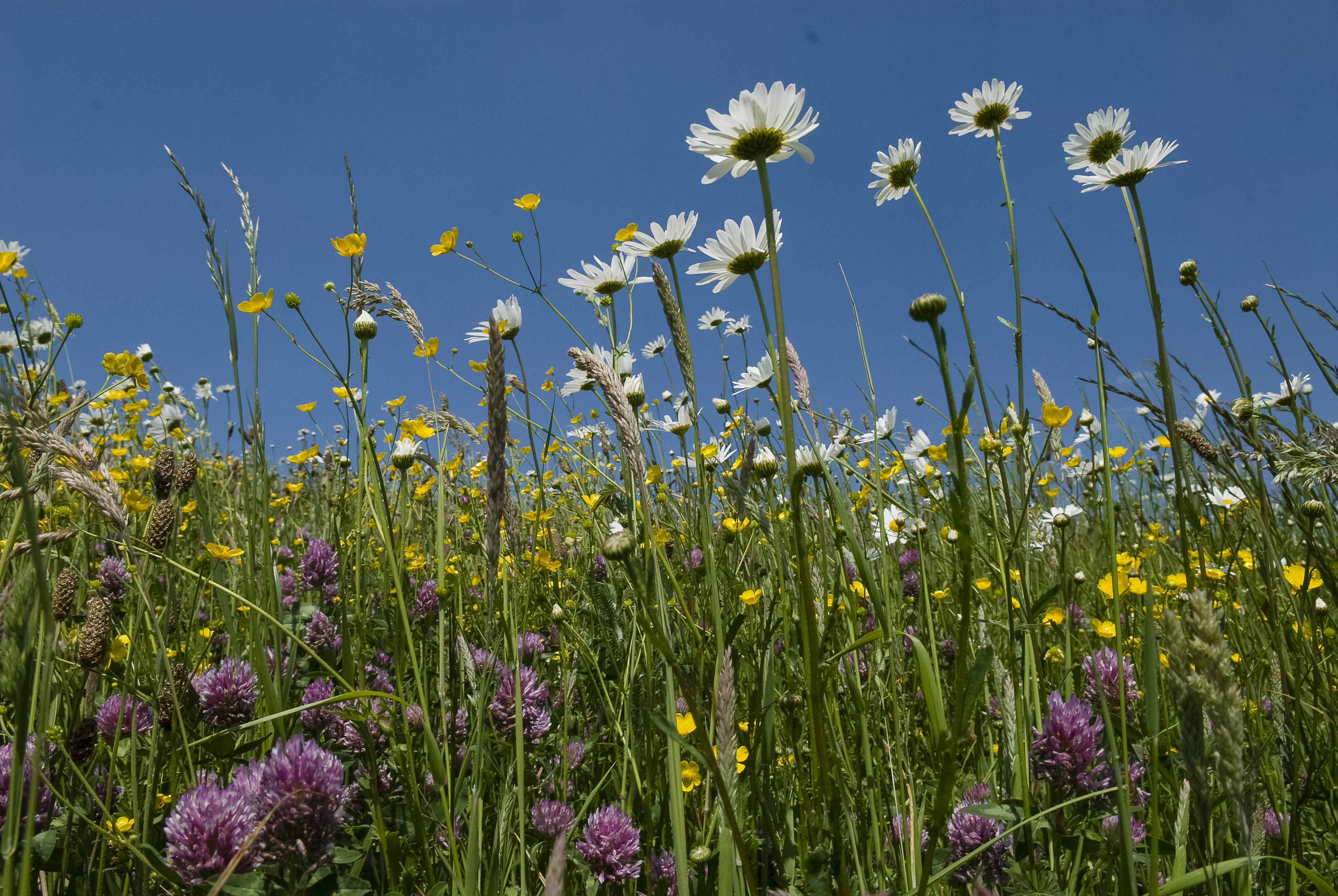 Wilde margriet. gewone margriet. Composietenfamilie – Kwekerij Flora ...