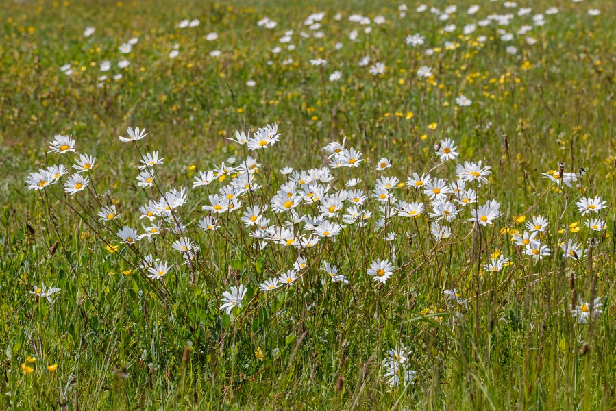 Wilde margriet. gewone margriet. Composietenfamilie – Kwekerij Flora ...