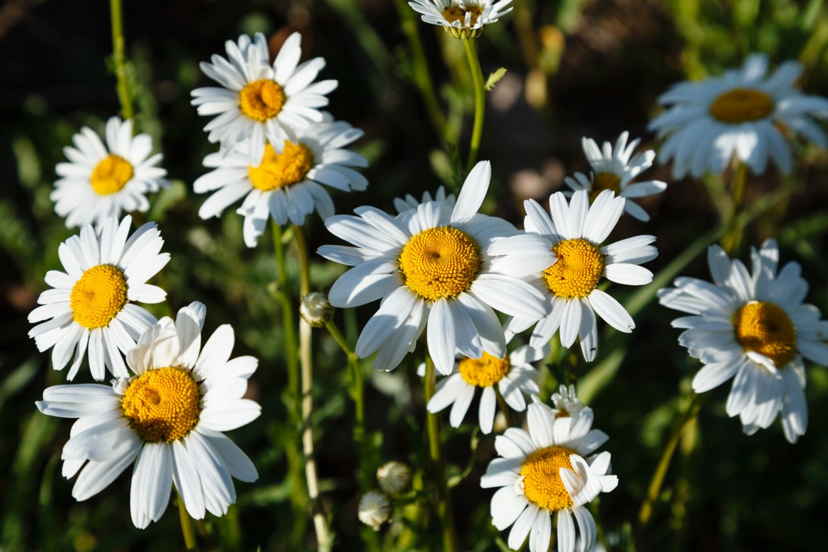 Wilde margriet. gewone margriet. Composietenfamilie – Kwekerij Flora ...