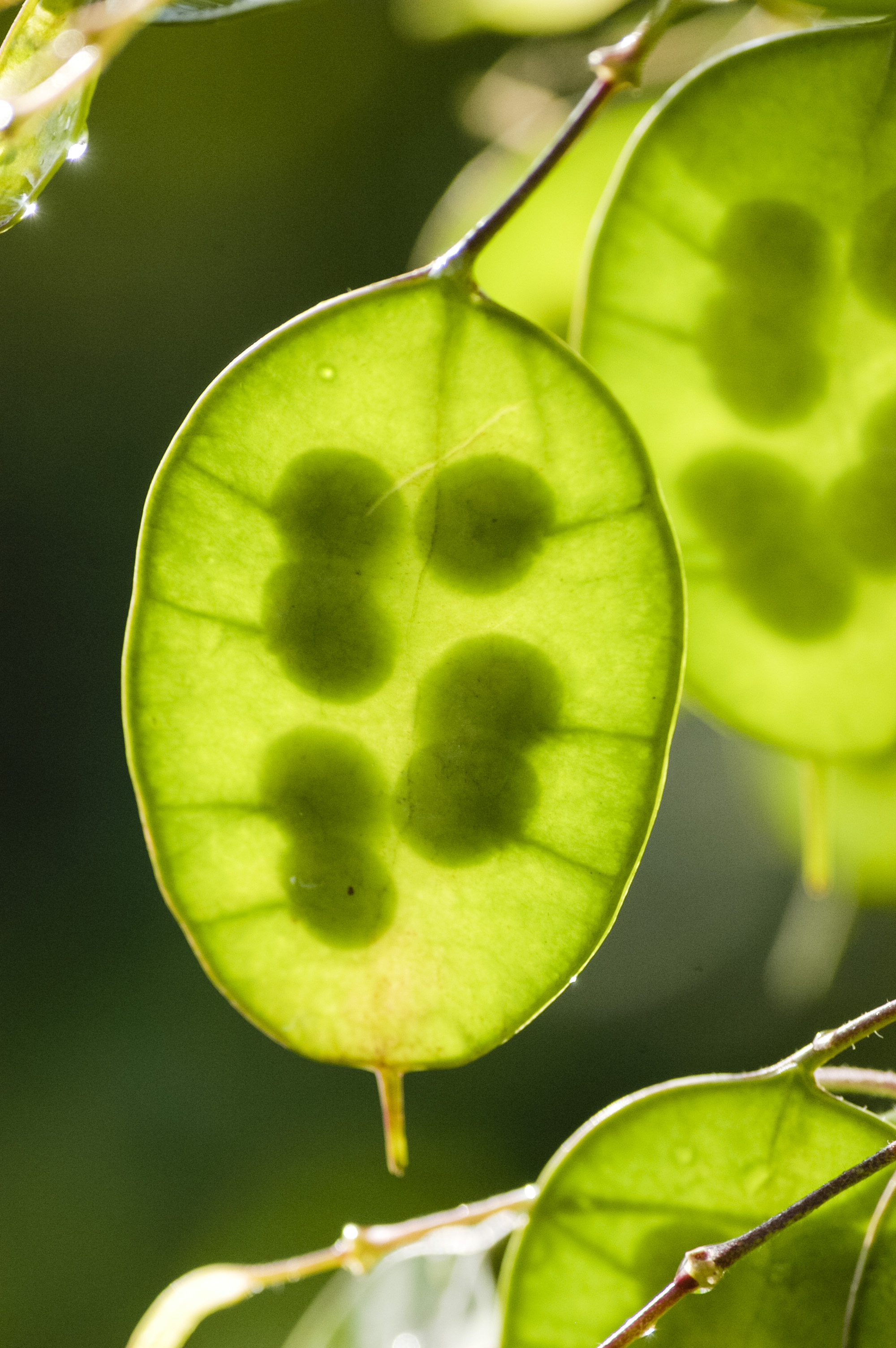Tuinjudaspenning, Wilde judaspenning. Kruisbloemfamilie – Kwekerij ...