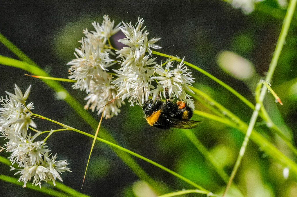 Grote veldbies, Witte veldbies, Sneeuwwitte veldbies. Russenfamilie – Kwekerij Flora voor Fauna