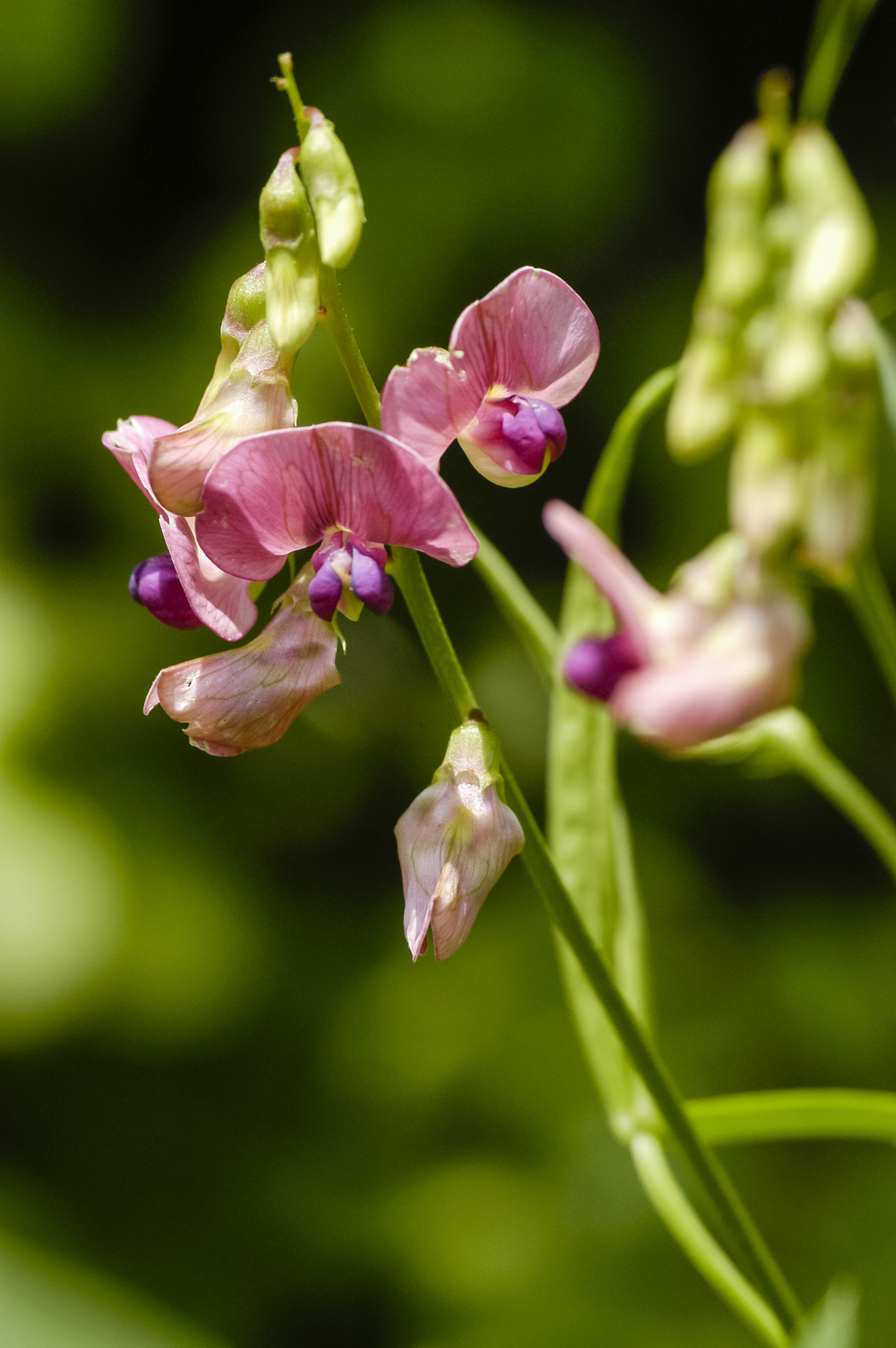 Veldlathyrus, Boslathyrus, Aardaker, Brede lathyrus, Knollathyrus ...
