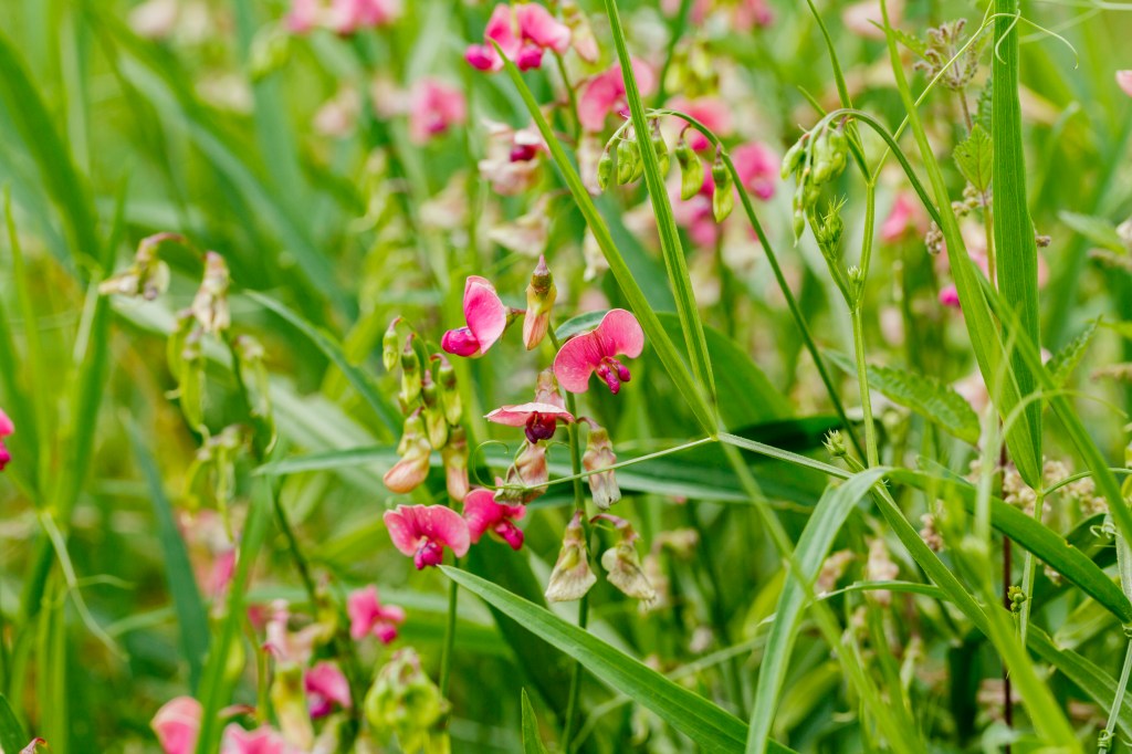 Veldlathyrus, Boslathyrus, Aardaker, Brede lathyrus, Knollathyrus ...