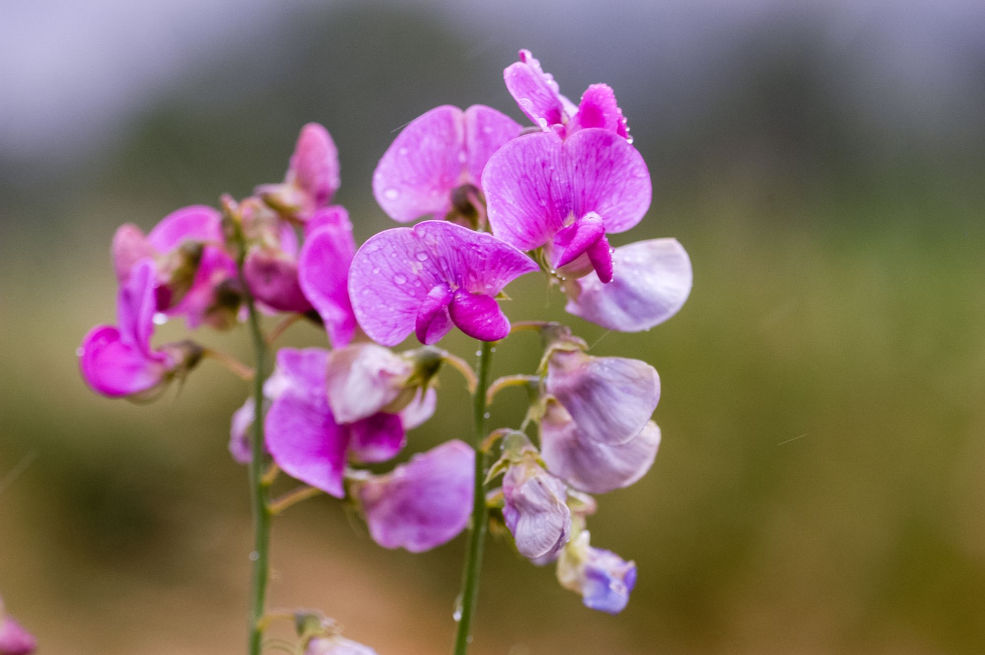 Veldlathyrus, Boslathyrus, Aardaker, Brede lathyrus, Knollathyrus ...