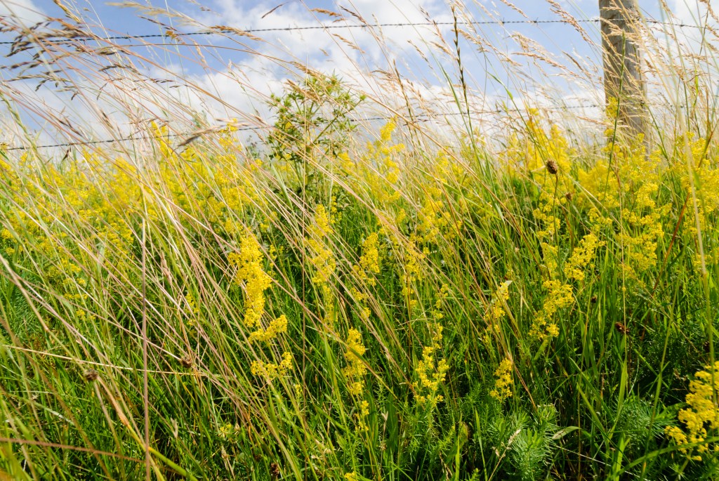 Glad walstro, Kruisbladwalstro, geel walstro, Lievevrouwebedstro ...