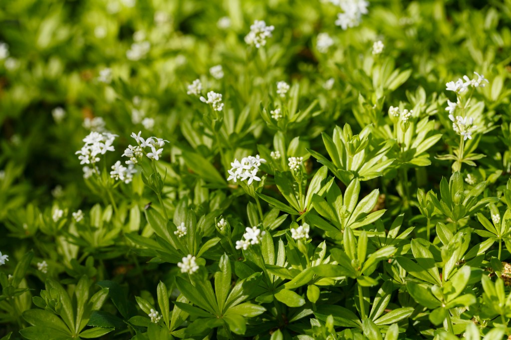 Glad walstro, Kruisbladwalstro, geel walstro, Lievevrouwebedstro ...