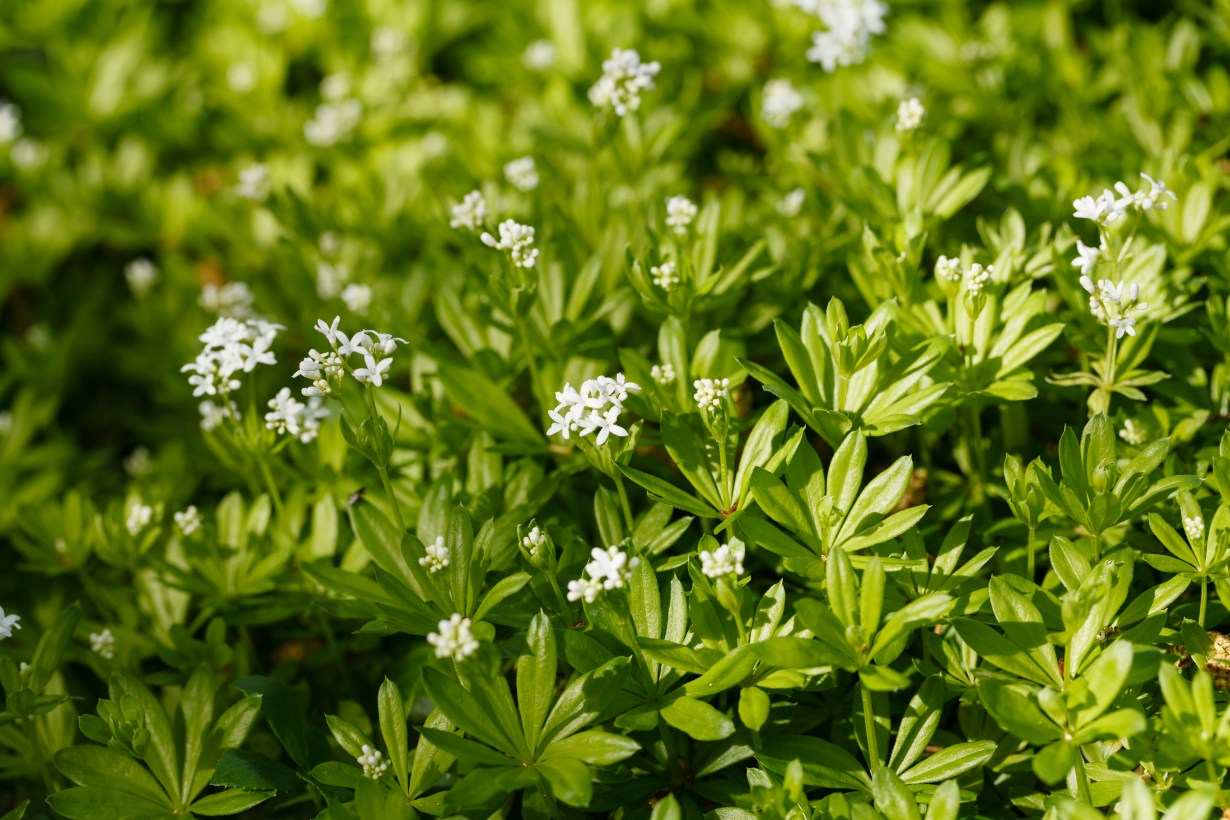 Glad walstro, Kruisbladwalstro, geel walstro, Lievevrouwebedstro ...