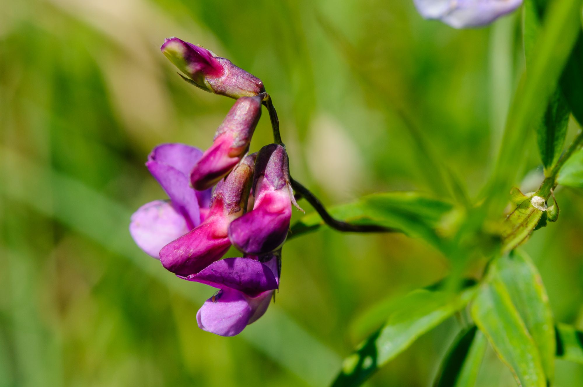 Veldlathyrus, Boslathyrus, Aardaker, Brede lathyrus, Knollathyrus ...