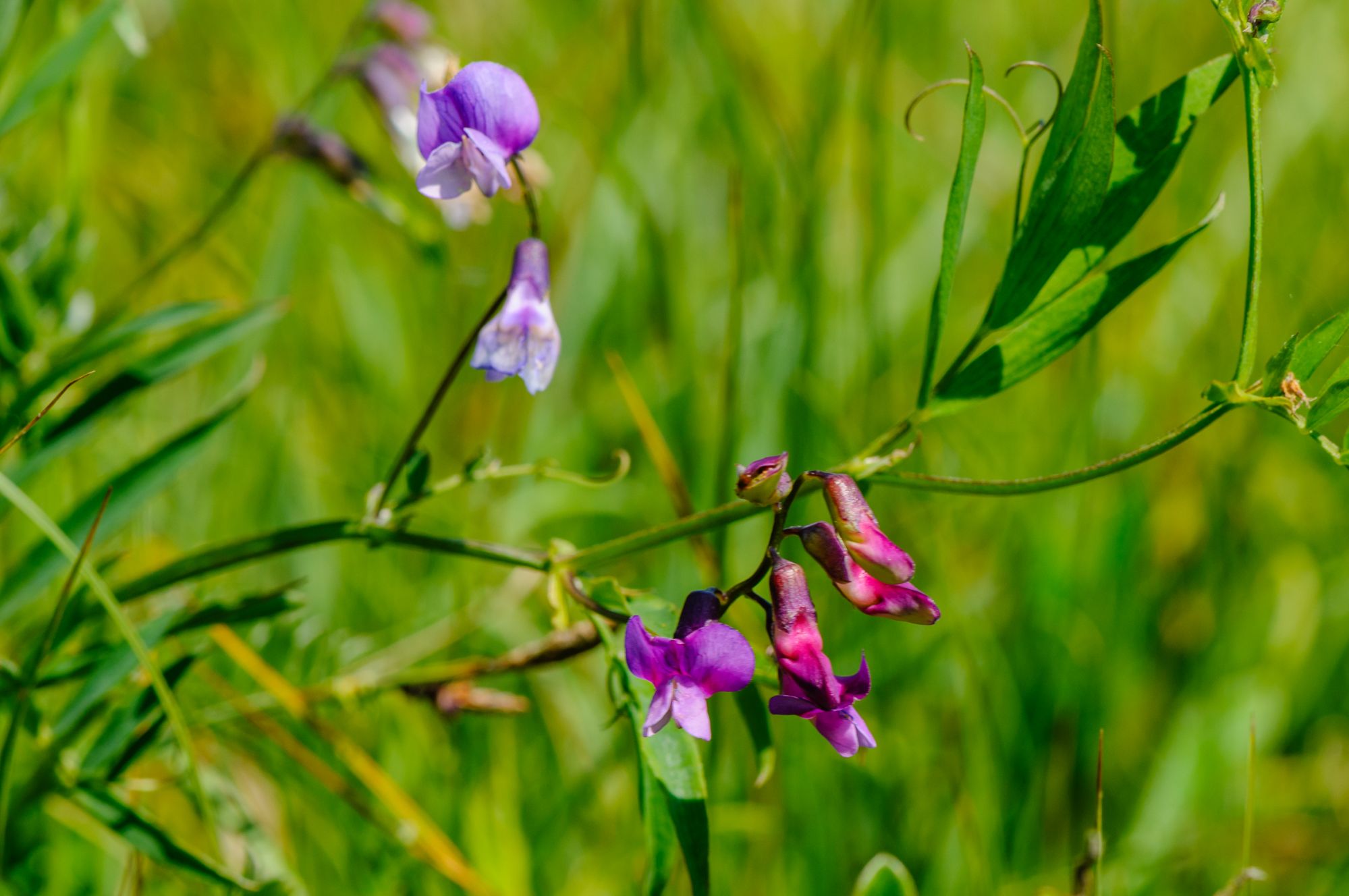 Veldlathyrus, Boslathyrus, Aardaker, Brede lathyrus, Knollathyrus ...