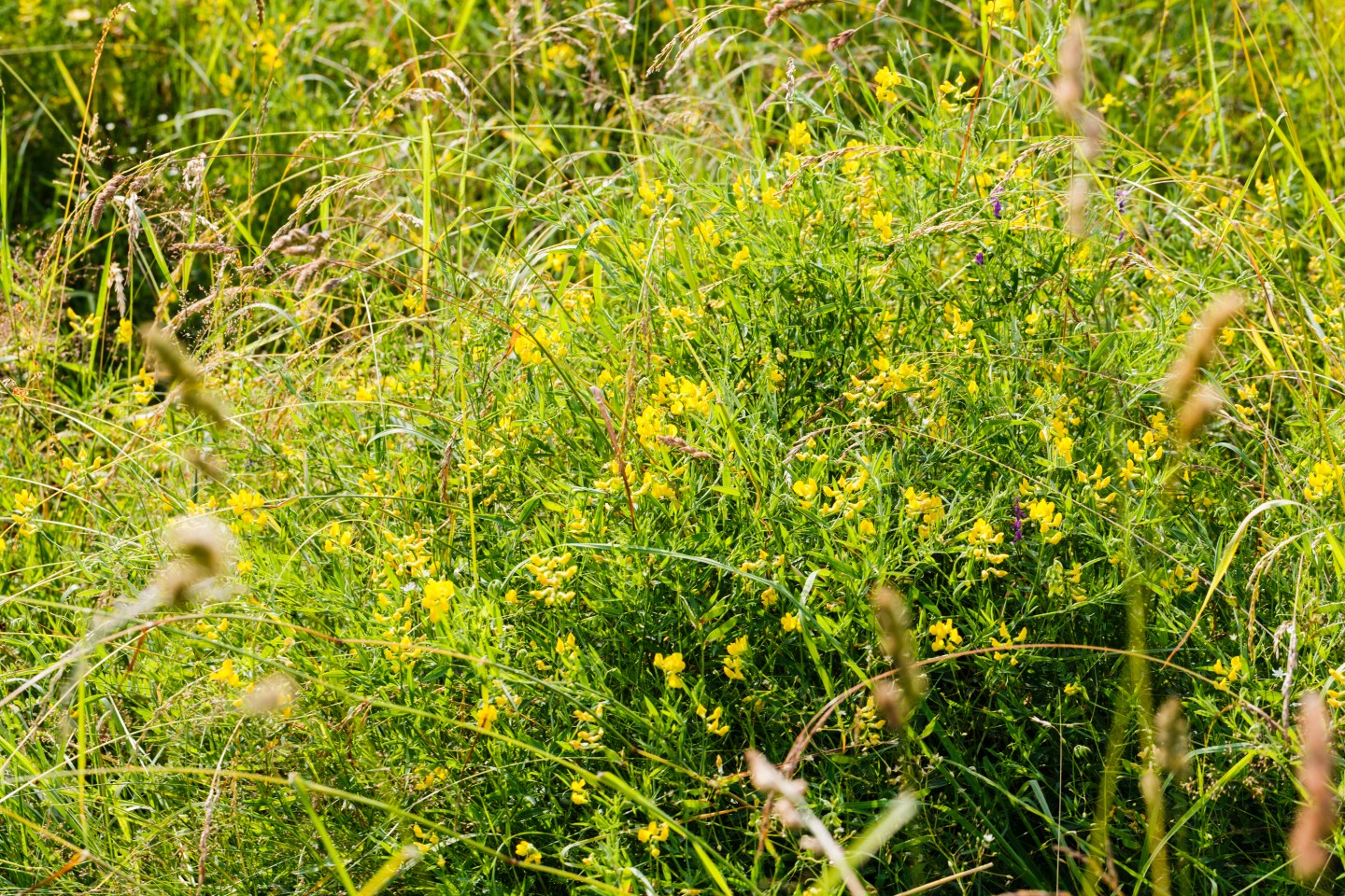 Veldlathyrus, Boslathyrus, Aardaker, Brede lathyrus, Knollathyrus ...