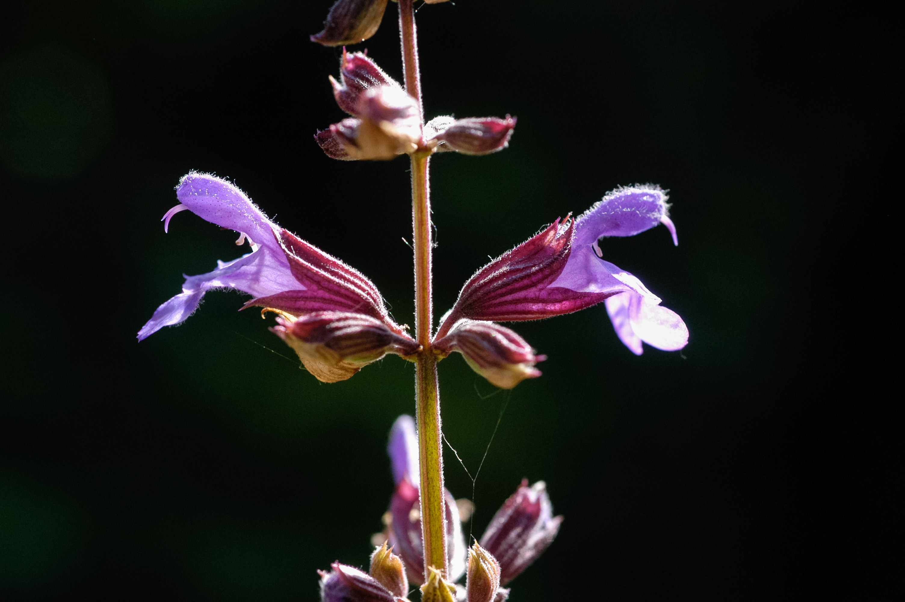 Veldsalie, Kranssalie, Echte salie. Lipbloemfamilie – Kwekerij Flora ...