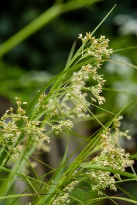 Grote veldbies, Witte veldbies, Sneeuwwitte veldbies. Russenfamilie – Kwekerij Flora voor Fauna