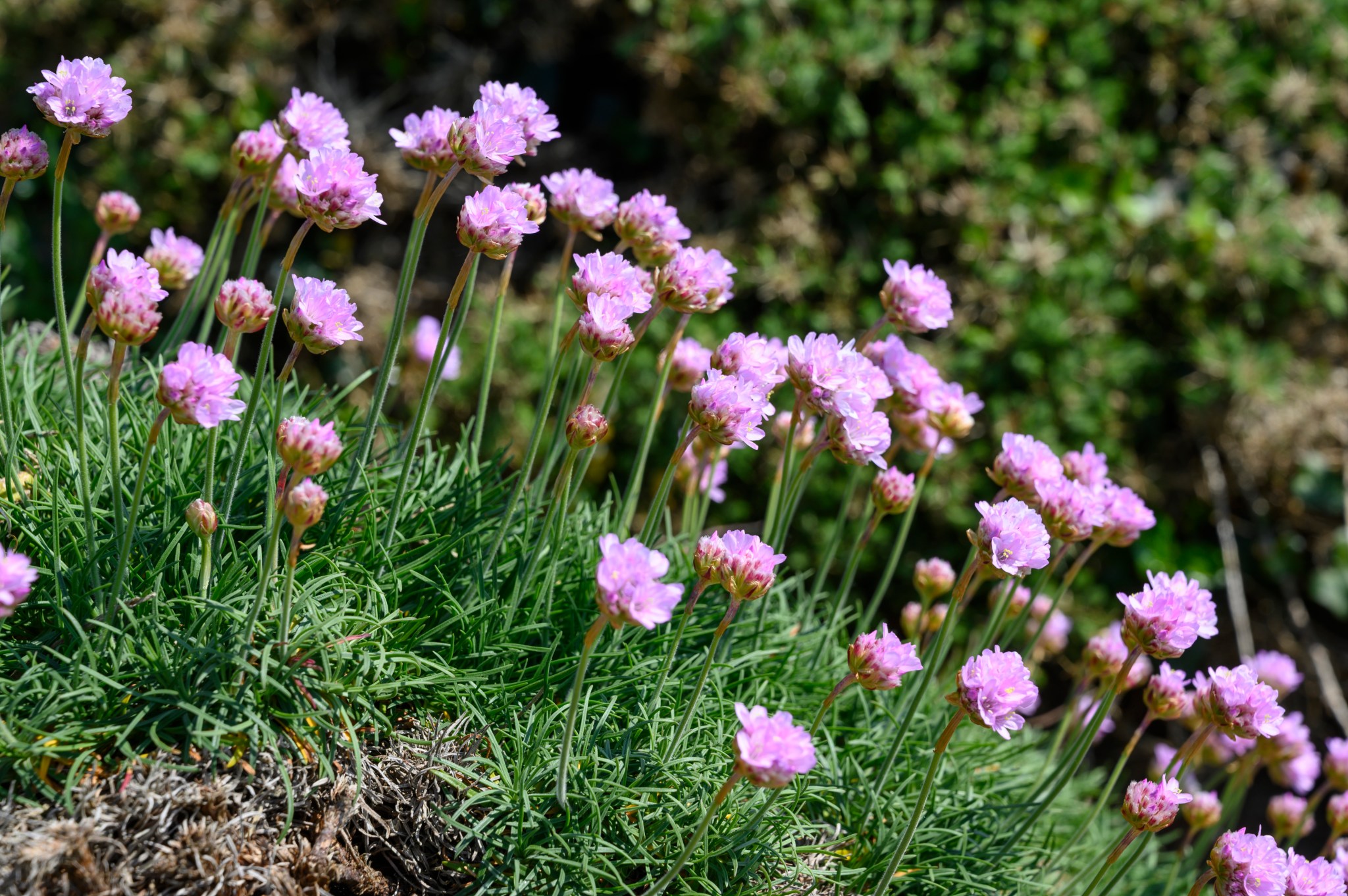 Engels gras, Zink engels gras, Groot engels gras. Strandkruidfamilie ...