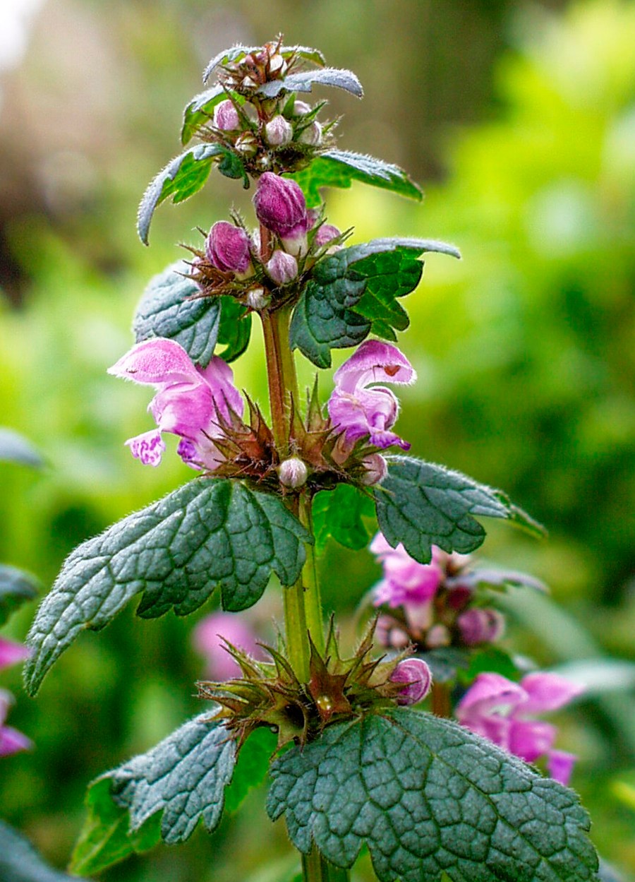 Dovenetels in soorten. Lipbloemfamilie – Kwekerij Flora voor Fauna