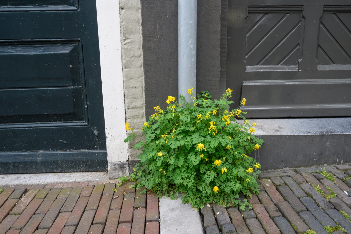 Waarom wilde planten essentieel zijn voor dieren in je tuin. Onkruid of ...