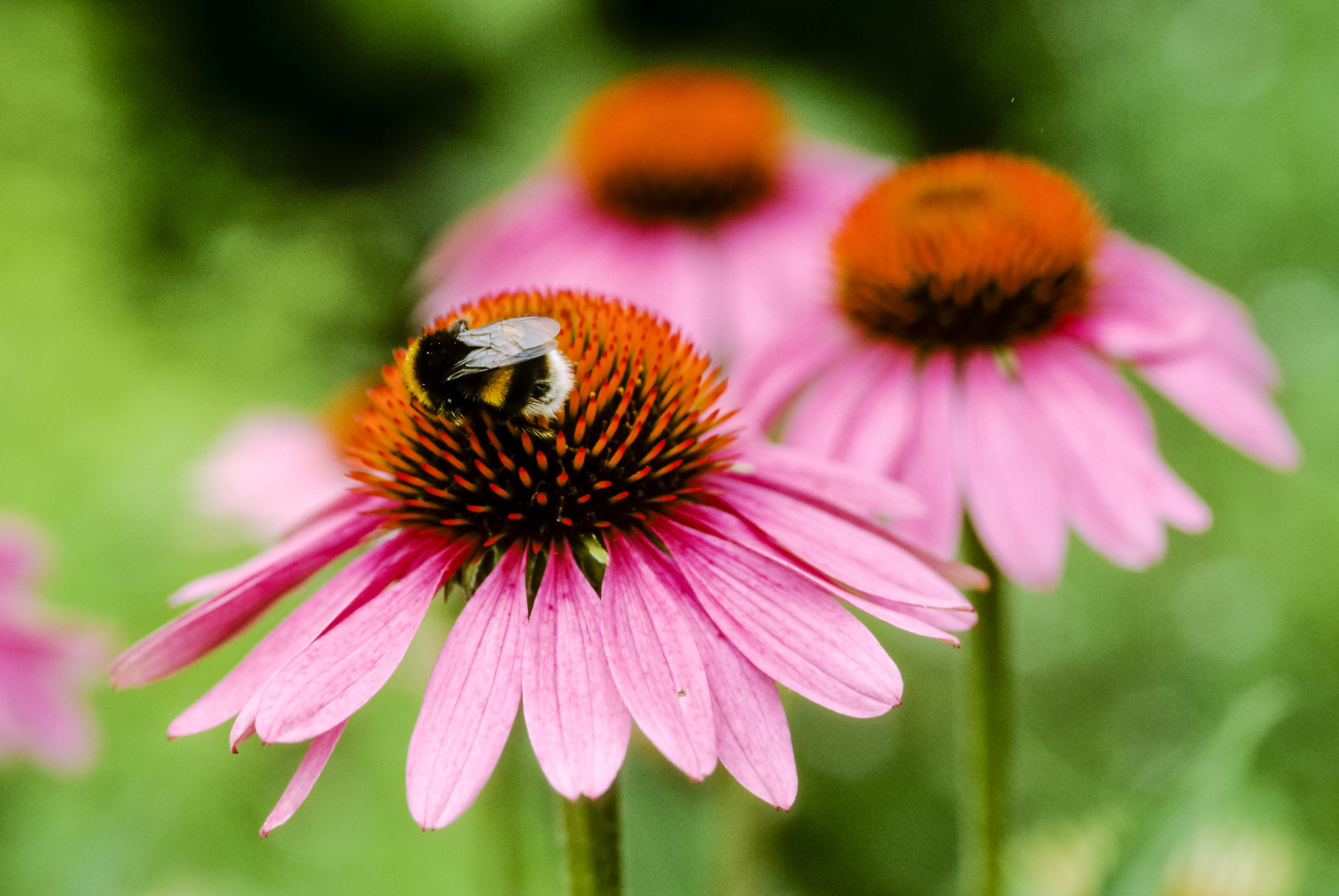 Waarom wilde planten essentieel zijn voor dieren in je tuin. Onkruid of ...