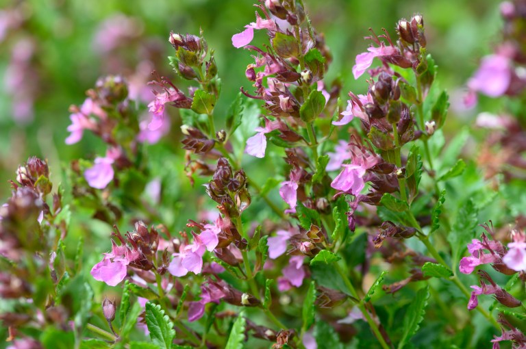 Echte gamander en Valse salie. Lipbloemfamilie – Kwekerij Flora voor Fauna