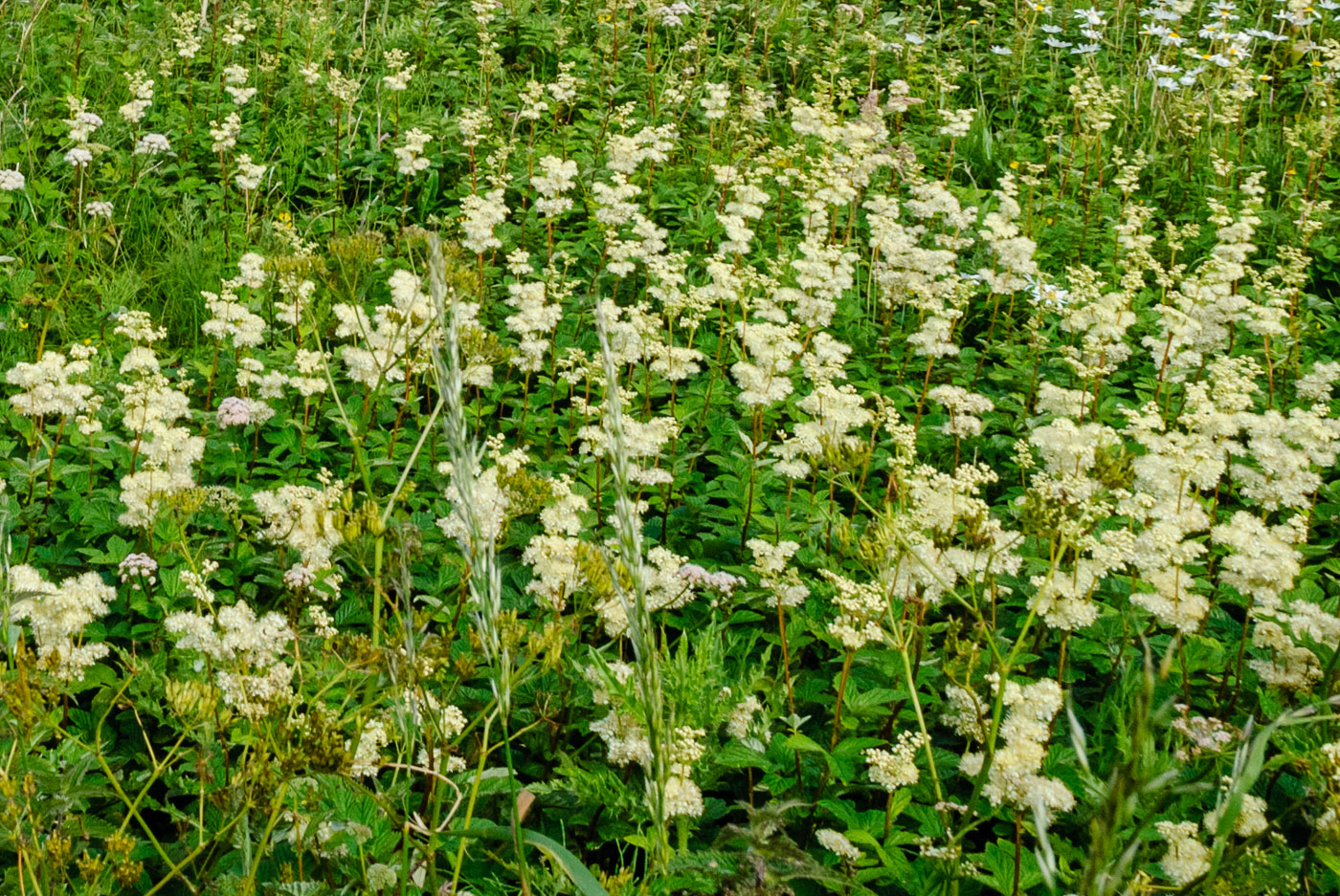 Moerasspirea en knolspirea. Rozenfamilie – Kwekerij Flora voor Fauna
