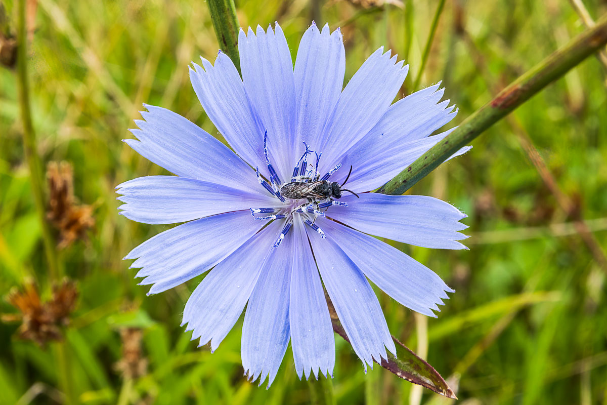 Cichorei, composietenfamilie – Kwekerij Flora voor Fauna
