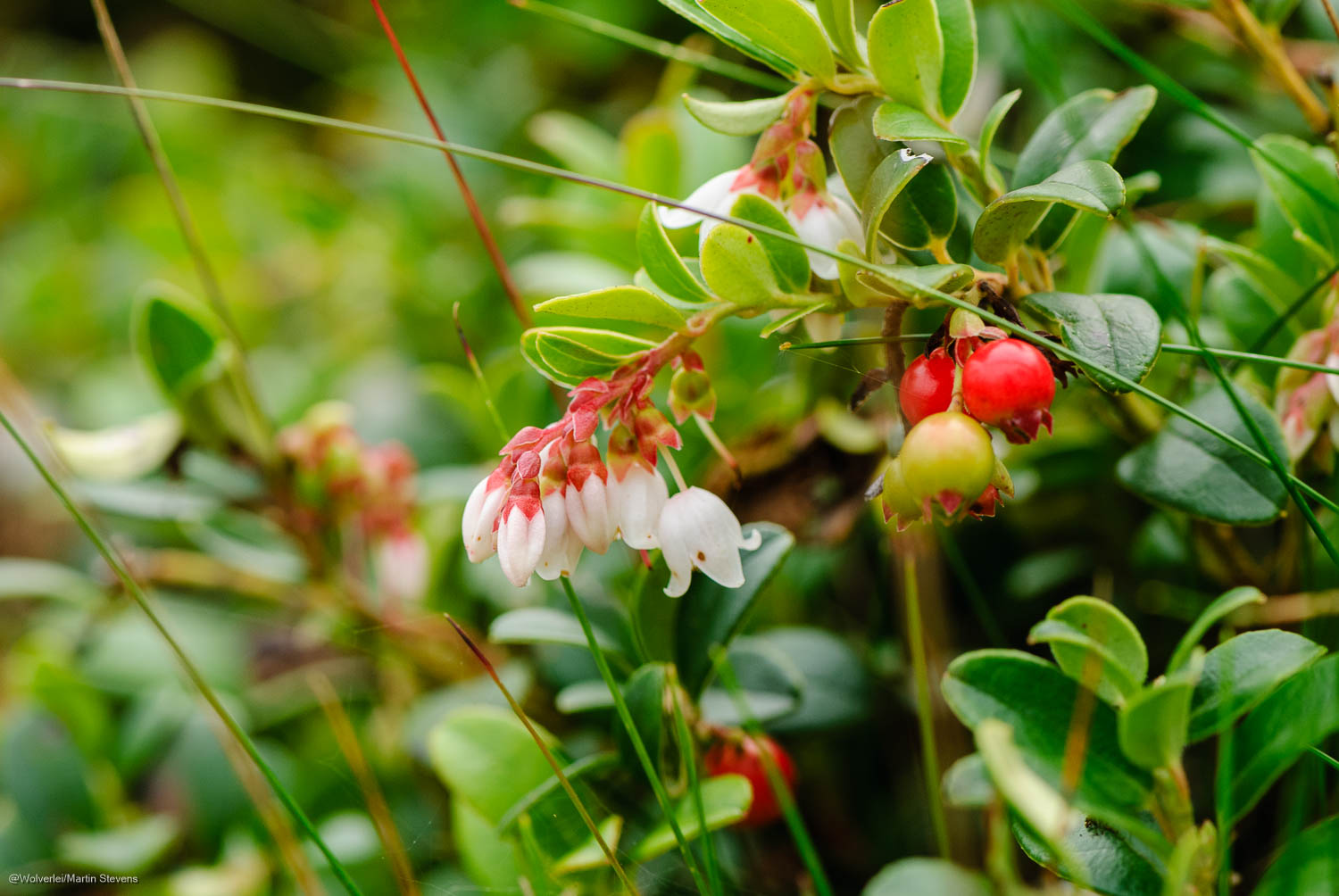 Rode bosbes of vossenbes en blauwe bosbes. Vaccinium vitis-idaea en ...