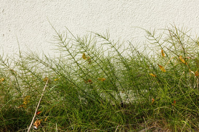 Heermoes, Equisetum arvense – Kwekerij Flora voor Fauna
