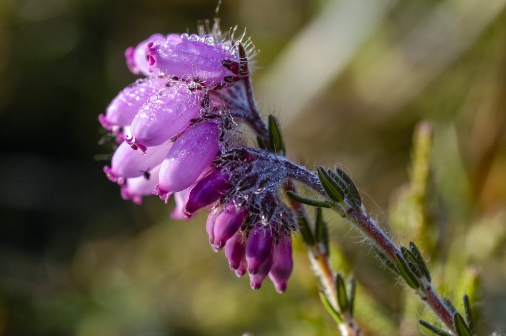 Heide en heide achtigen in de tuin. – Kwekerij Flora voor Fauna
