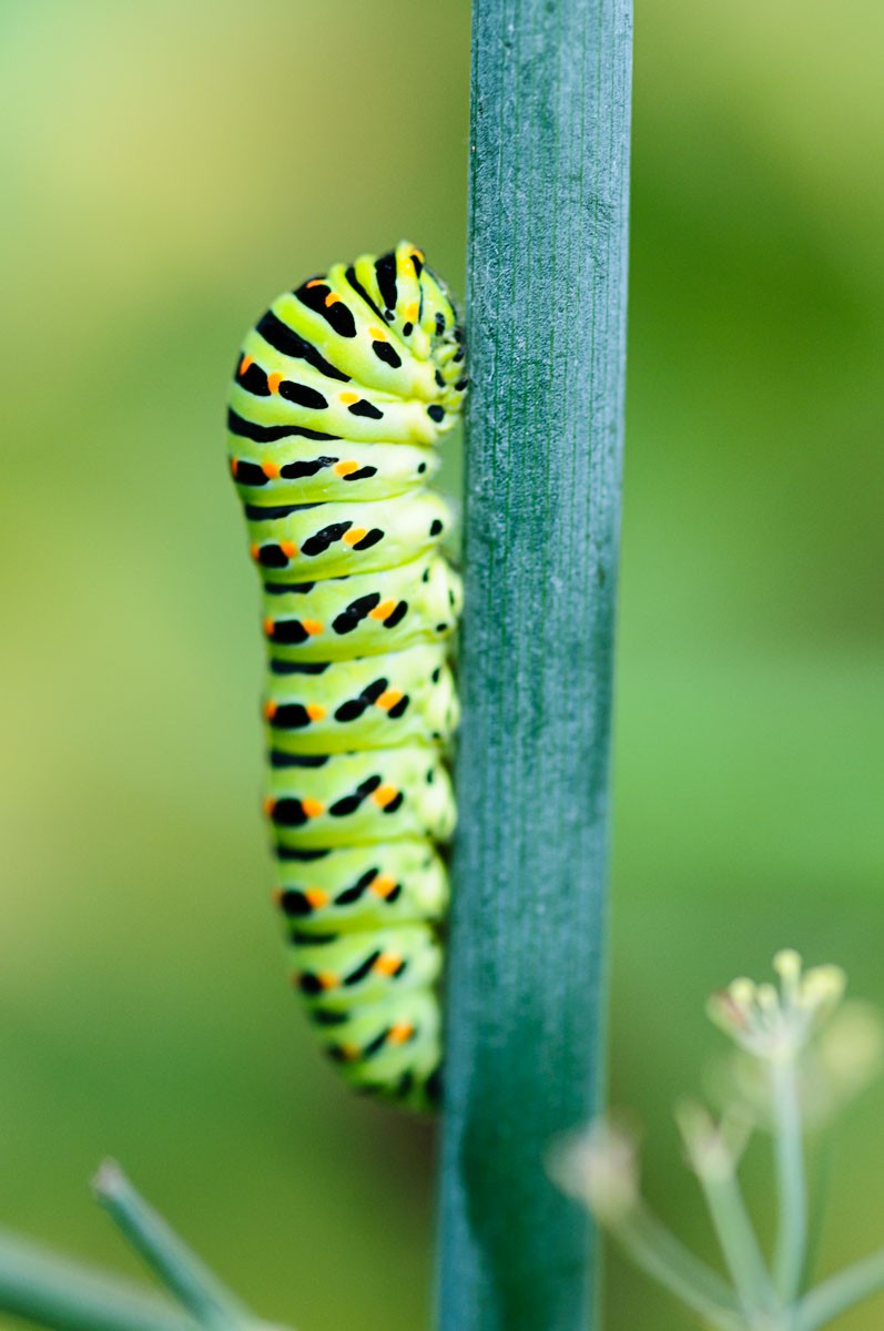 Wilde peen, schermbloemfamilie – Kwekerij Flora voor Fauna