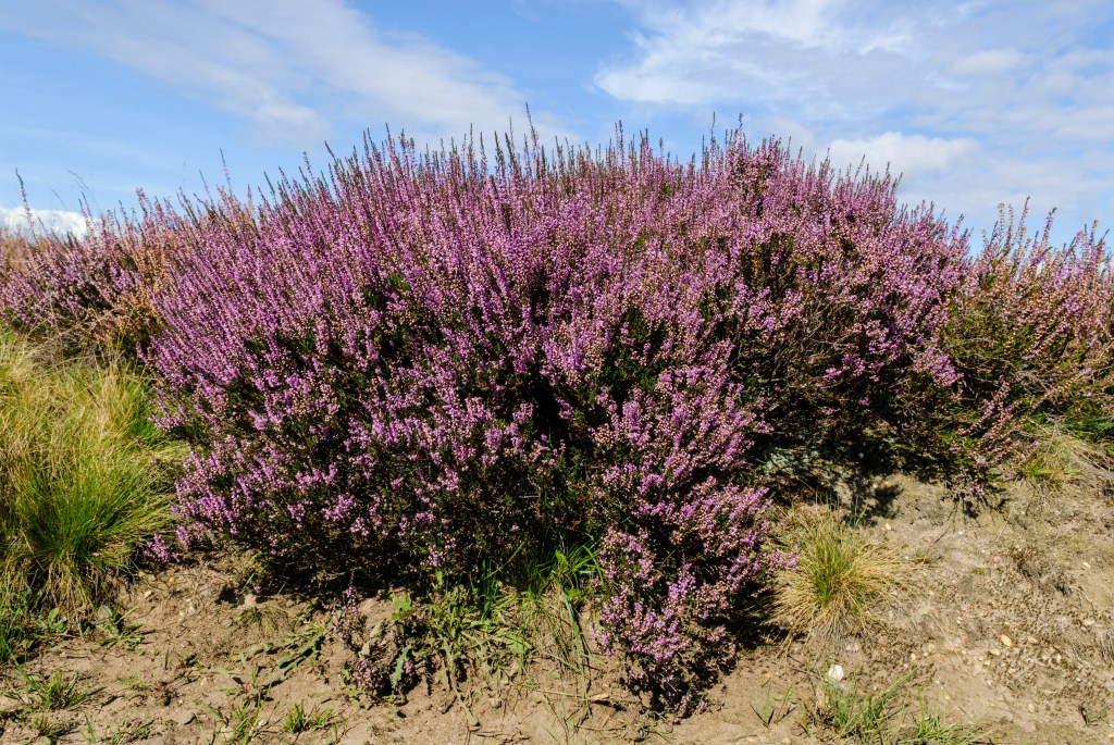 Heide en heide achtigen in de tuin. – Kwekerij Flora voor Fauna