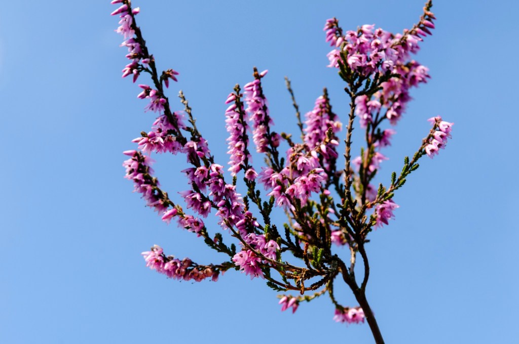 Heide en heide achtigen in de tuin. – Kwekerij Flora voor Fauna