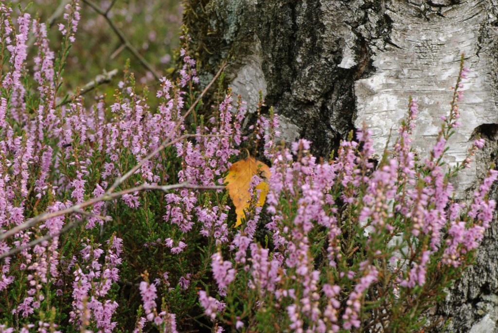 Heide en heide achtigen in de tuin. – Kwekerij Flora voor Fauna