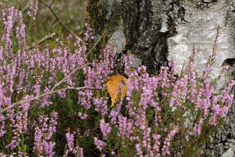 Heide en heide achtigen in de tuin. – Kwekerij Flora voor Fauna