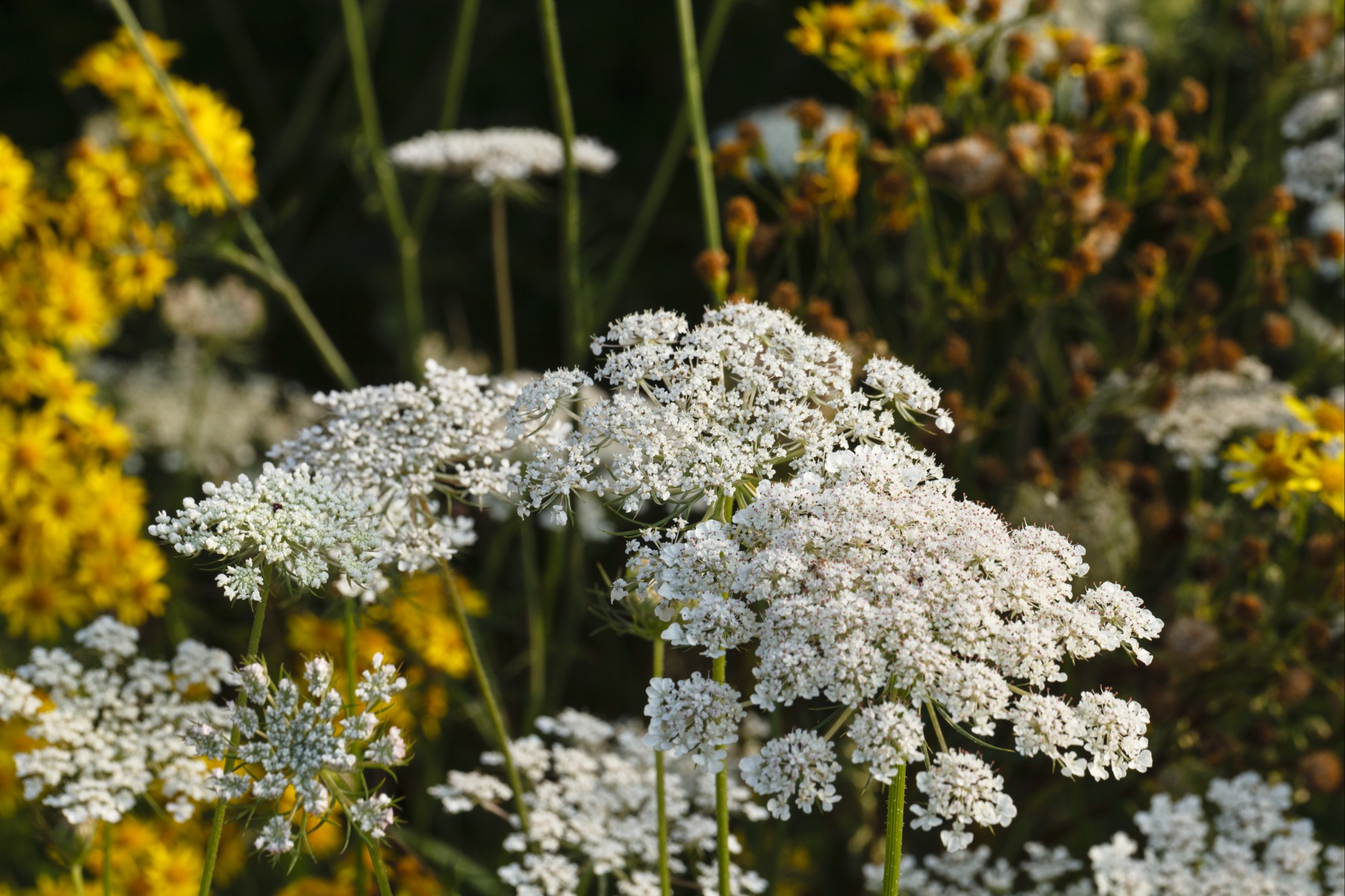 Wilde peen, schermbloemfamilie – Kwekerij Flora voor Fauna