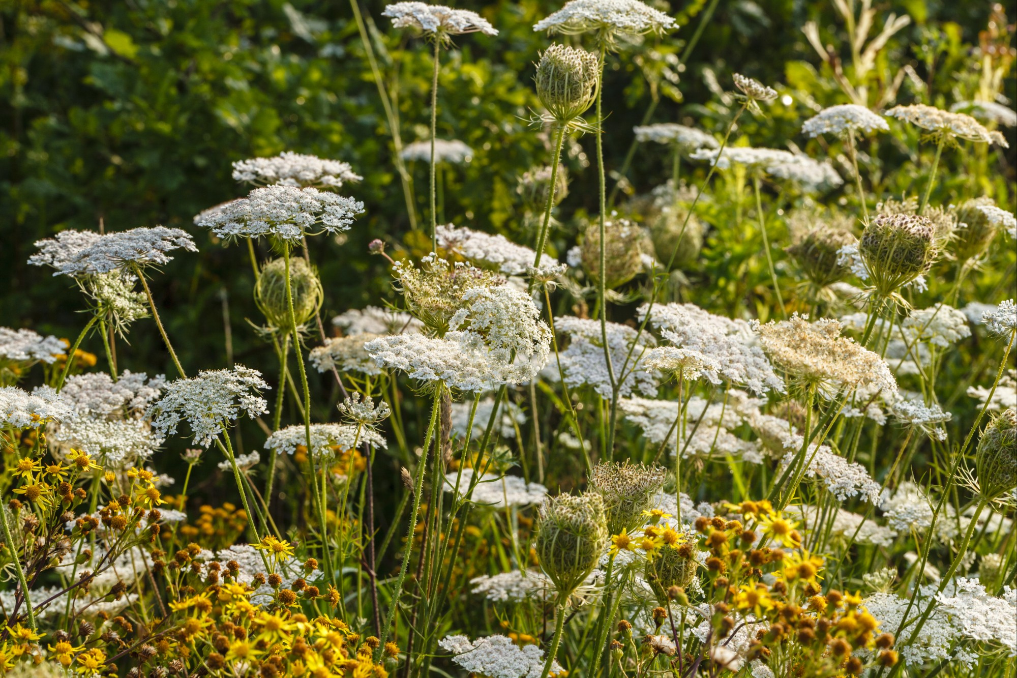 Wilde peen, schermbloemfamilie – Kwekerij Flora voor Fauna