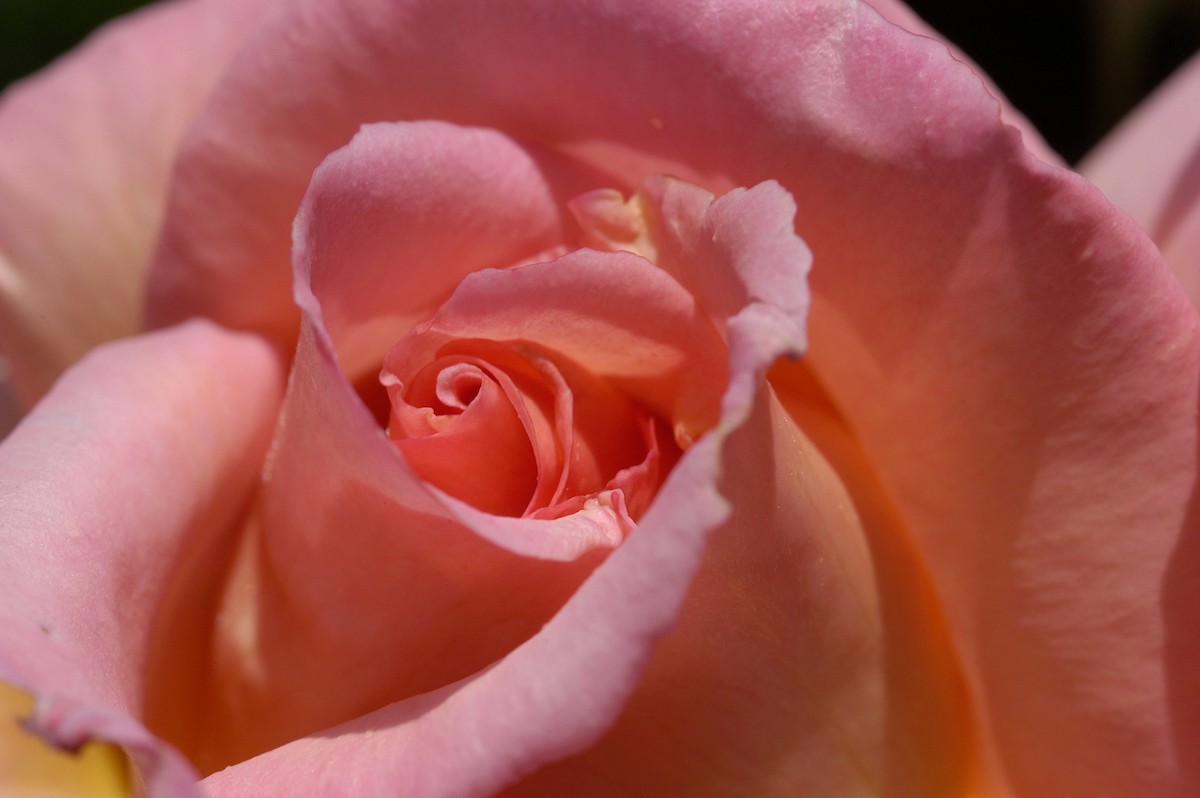 Wilde rozen. Hondsroos, egelantier, duinroos… – Kwekerij Flora voor Fauna